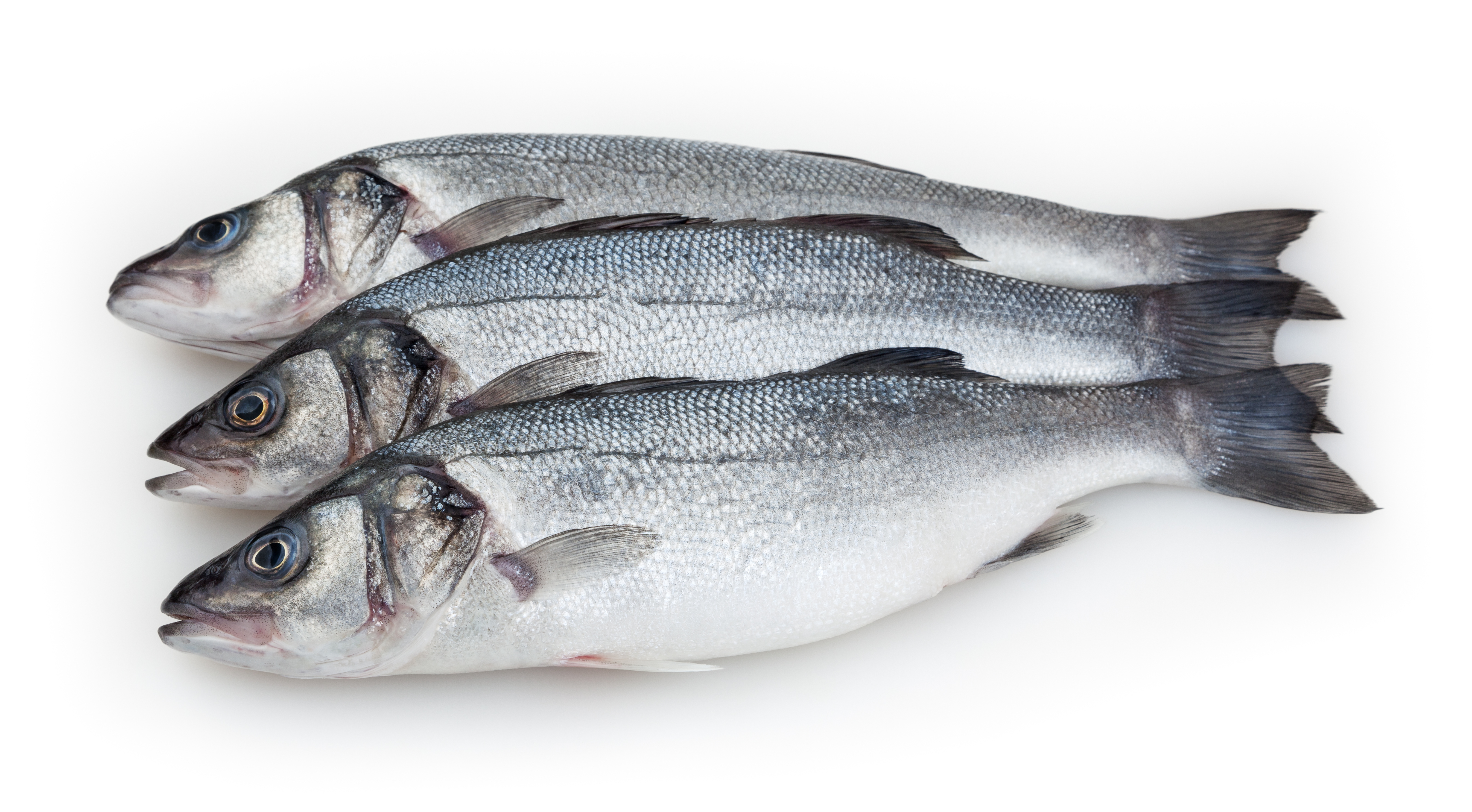 Fresh Medium Sea Bass | Buy Fish Online at halalo.co.uk